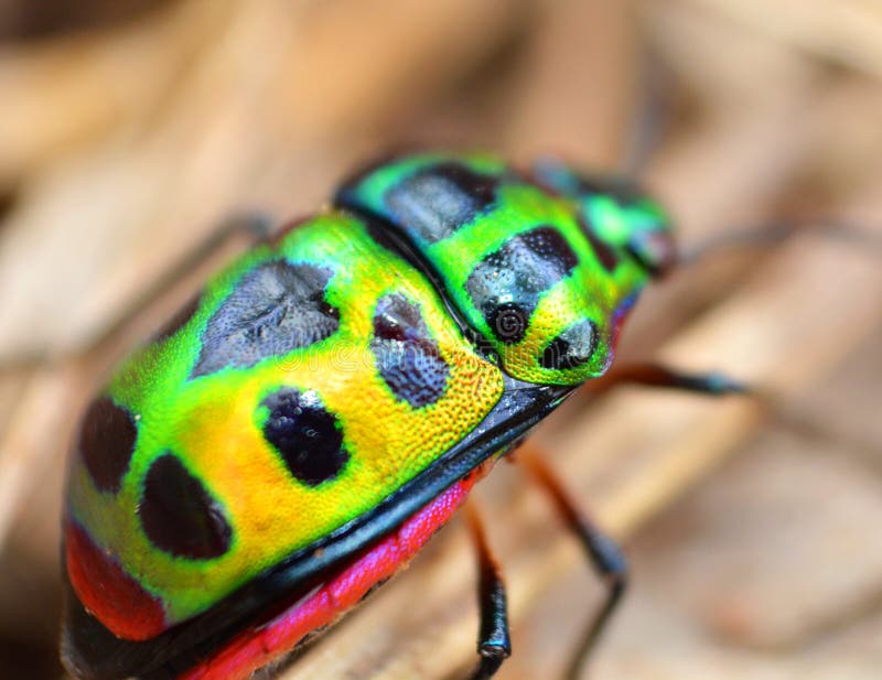 Colorful bug stock image. Image of grass, background - 46418881