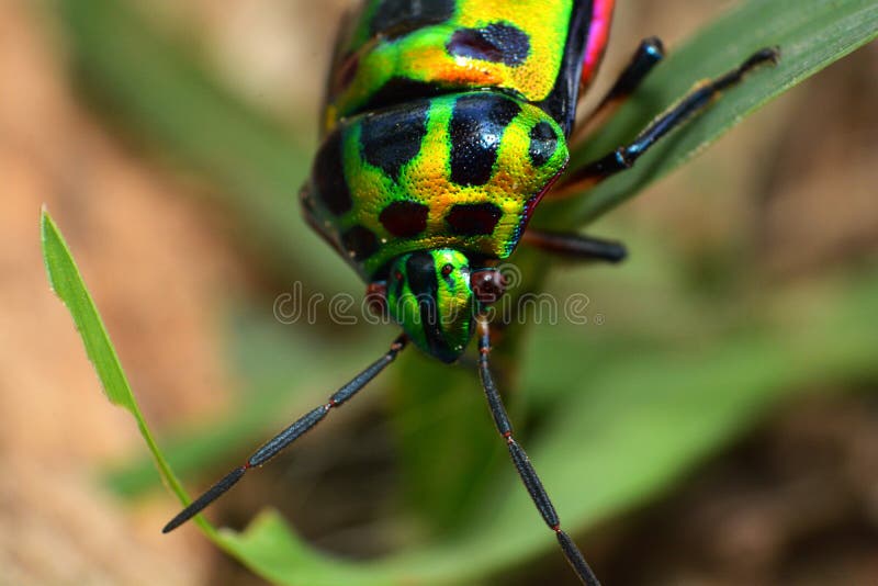 Colorful bug stock image. Image of hiking, park, black - 46418915