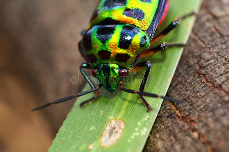 Colorful bug stock image. Image of lady, dots, night - 46418941