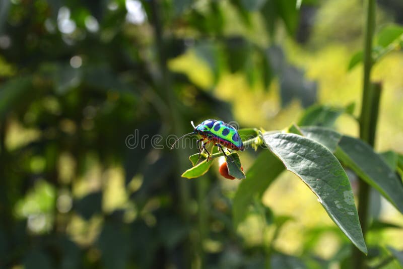 Colorful bug on tree stock photo. Image of ladybugs, pest - 46418920