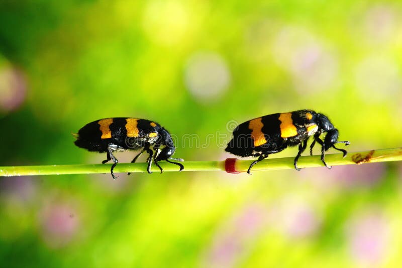 Colorful bugs stock photo. Image of bugs, yellow, colors - 15971980