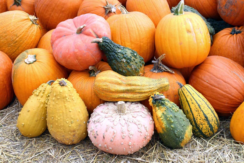 Bumpy Pumpkin stock photo. Image of decorative, autumn - 4226676