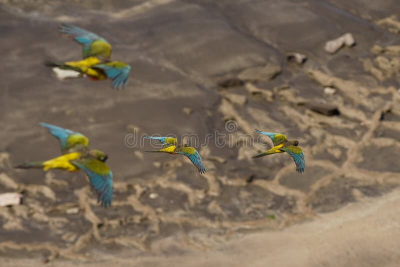 Colorful Burrowing Parrots Flying Together Stock Photo - Image of ...