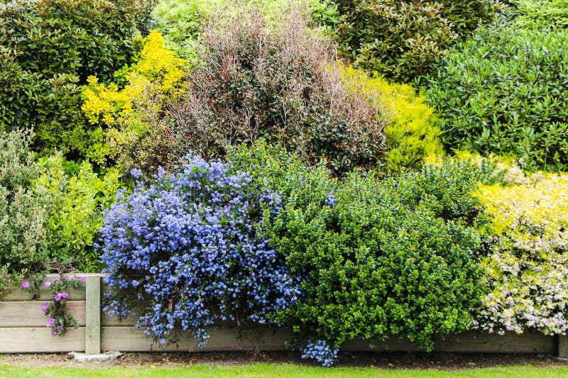 Neat Garden stock photo. Image of drummond, bush, plinth - 17289650