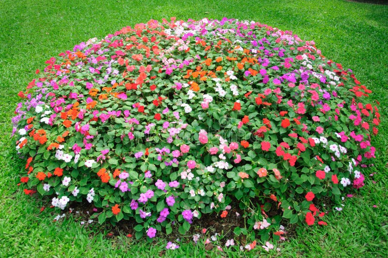 Colorful Bush in the Garden Stock Photo - Image of asian, chinese: 85063804