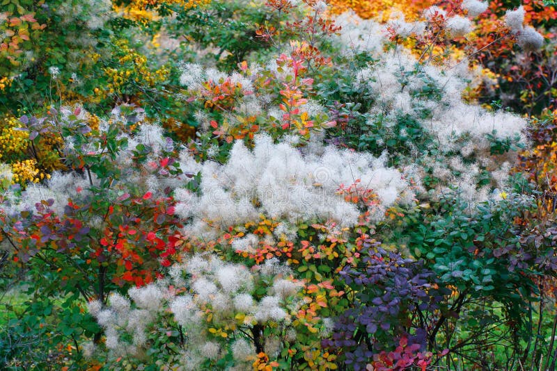 Colorful bushes stock image. Image of environment, light - 44032193