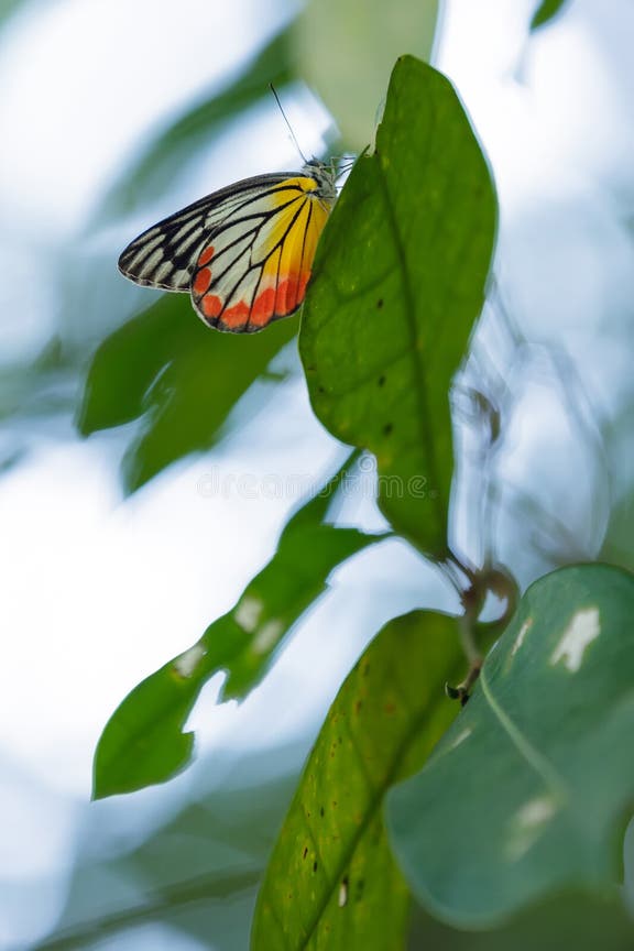 Colorful Butterfly stock photo. Image of beautiful, pieridae - 28710038