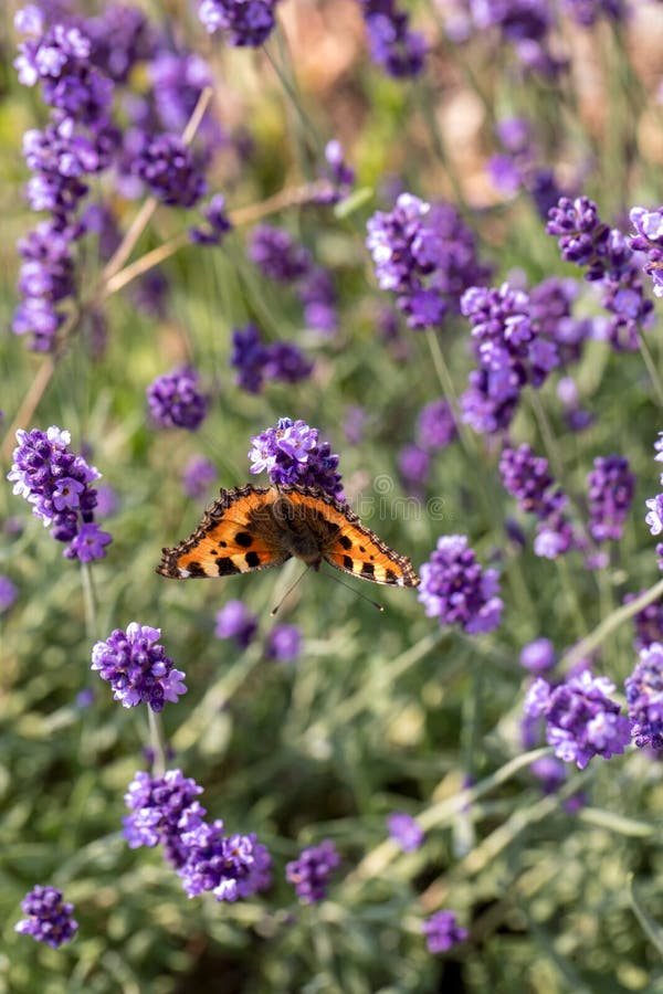 Colorful Butterfly on the Blooming Lavender Flowers Stock Photo - Image ...