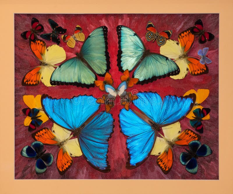 Colorful Butterfly Collection Stock Photo - Image of macro, isolated ...