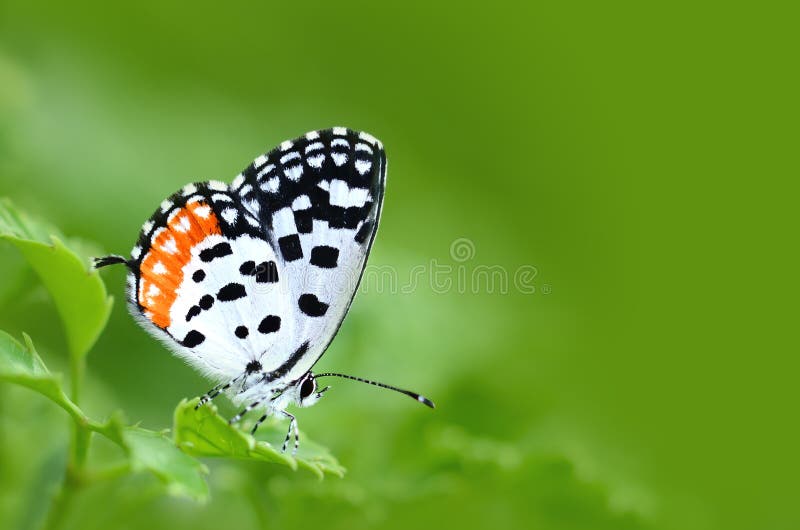 Colorful Butterfly (Common Red Pierrot) Perching on Green Leaves Stock ...