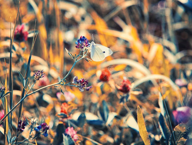 Colorful Butterfly stock image. Image of holiday, green - 32511659