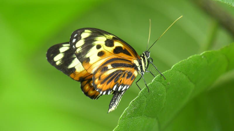 Colorful Butterfly Opening and Closing Its Wings Stock Footage - Video ...