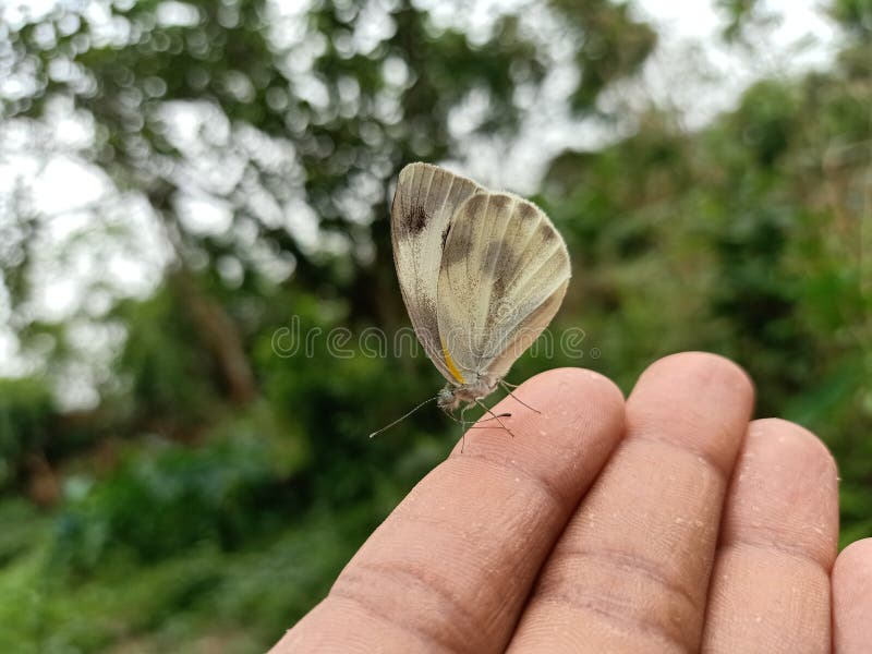 Butterfly over a finger stock photo. Image of photographs - 251906052