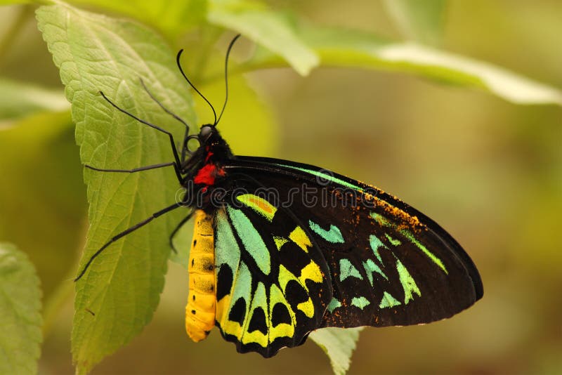 Beautiful Mammoth Butterfly Stock Photo - Image of medicinal, delicate ...