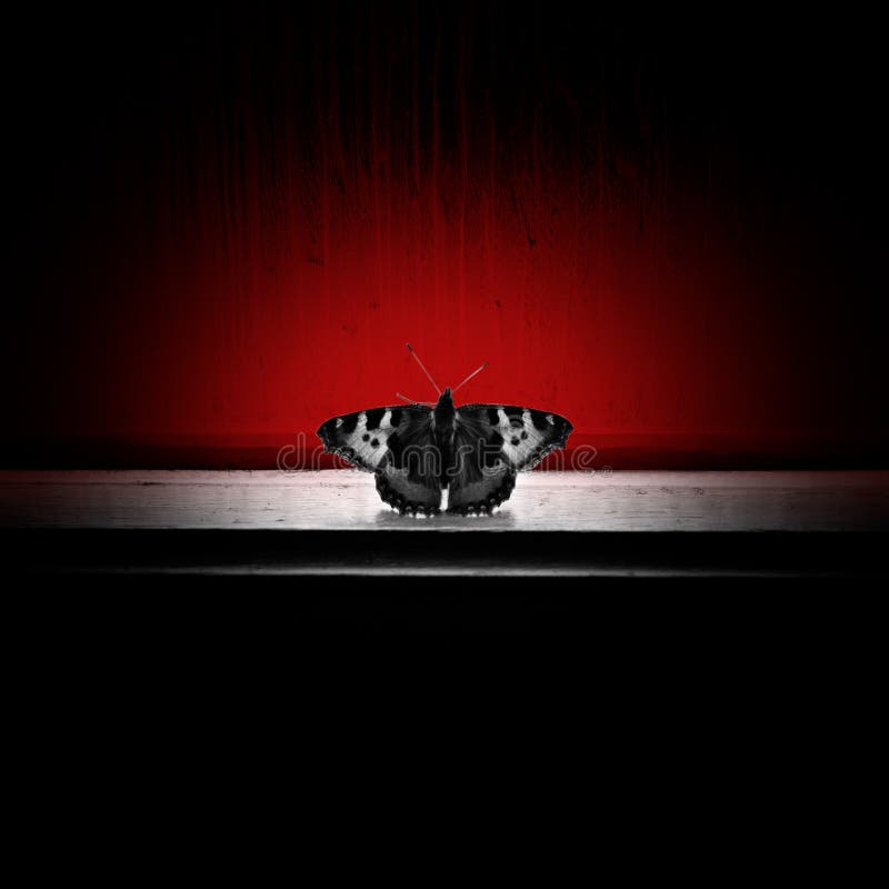 A Colorful Butterfly on the Window. a Butterfly Locked Inside Stock ...