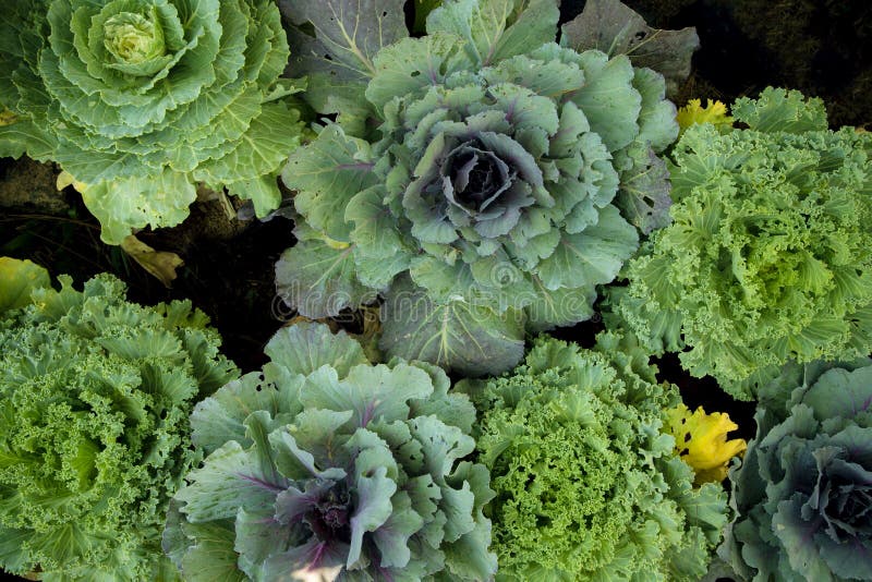 Colorful Cabbage Decorated in Garden Farm Stock Image - Image of field ...