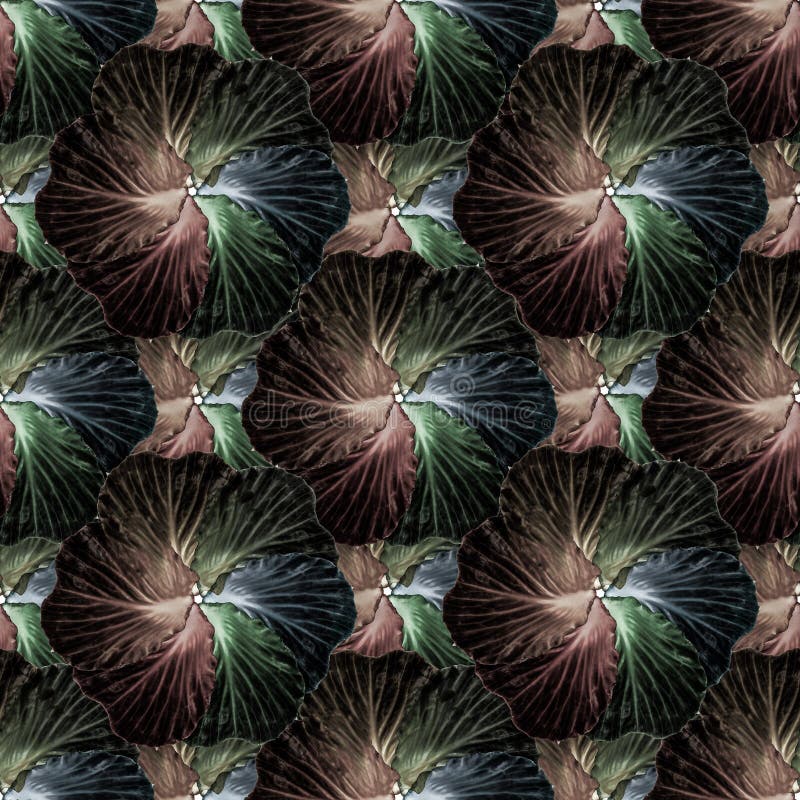 Colorful Cabbage Flower Seamless Pattern Stock Illustration ...