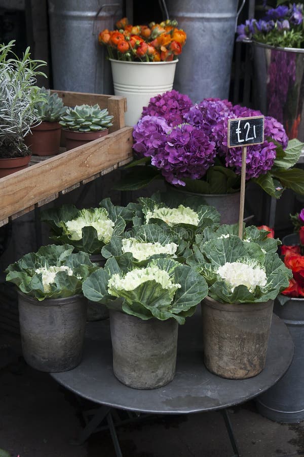 Colorful Cabbage Flowers of Different Sizes Grow in Rows. Stock Image ...