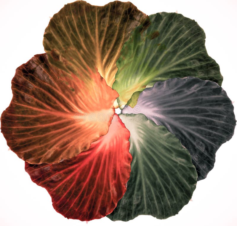 Colorful Cabbage Leaves Flower Design Stock Illustration - Illustration ...