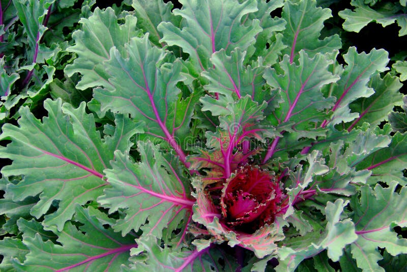Colorful Cabbage Flowers of Different Sizes Grow in Rows. Stock Image ...
