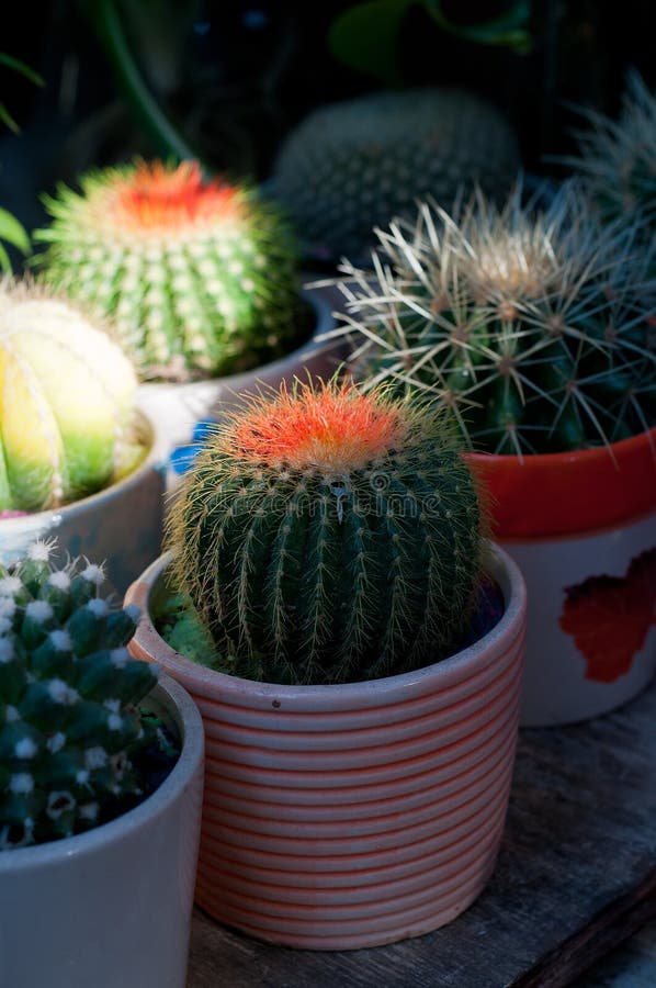 Colorful Cacti Cactus Plants Stock Image - Image of sharp, decorative ...