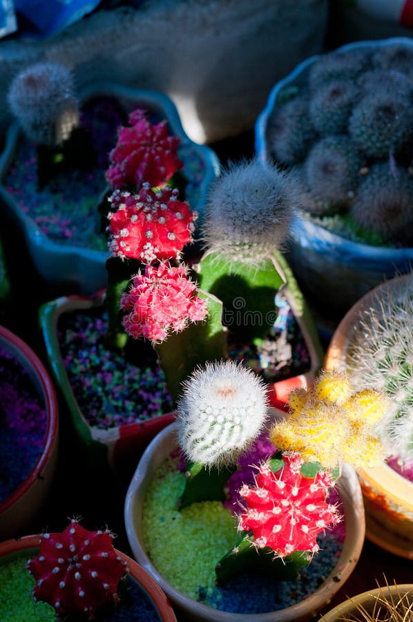 Colorful Cacti in Death Valley Stock Photo - Image of colorful, arid ...