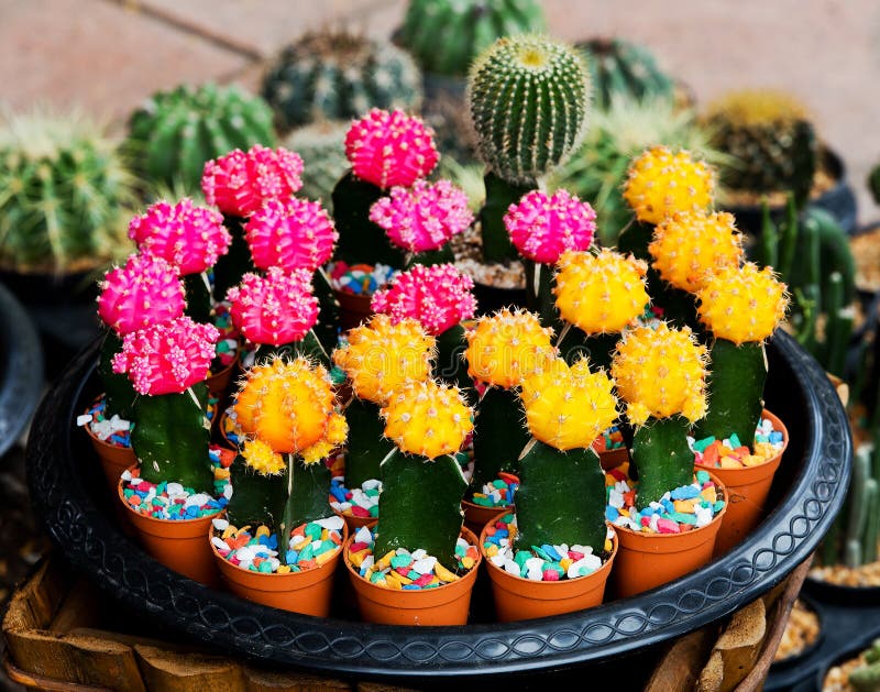 Colorful cactus. stock photo. Image of plants, cacti - 37814100