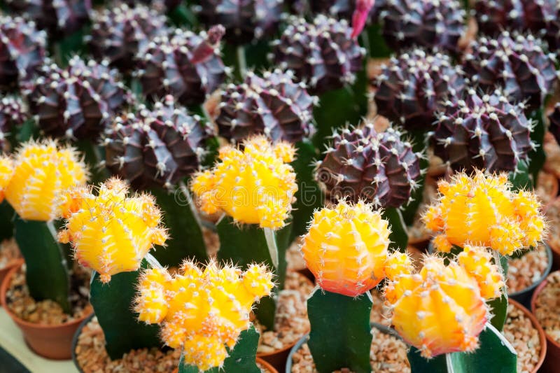 Colorful Cactus is Beautiful in the Garden. Stock Photo - Image of ...