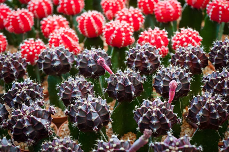 Colorful Cactus is Beautiful in the Garden. Stock Image - Image of ...