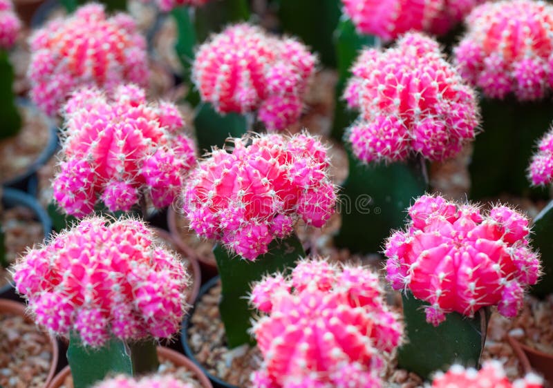 Colorful Cactus is Beautiful in the Garden. Stock Image - Image of ...