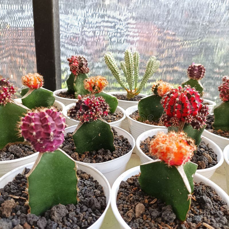 Colorful Cactus stock photo. Image of variety, color - 21979036