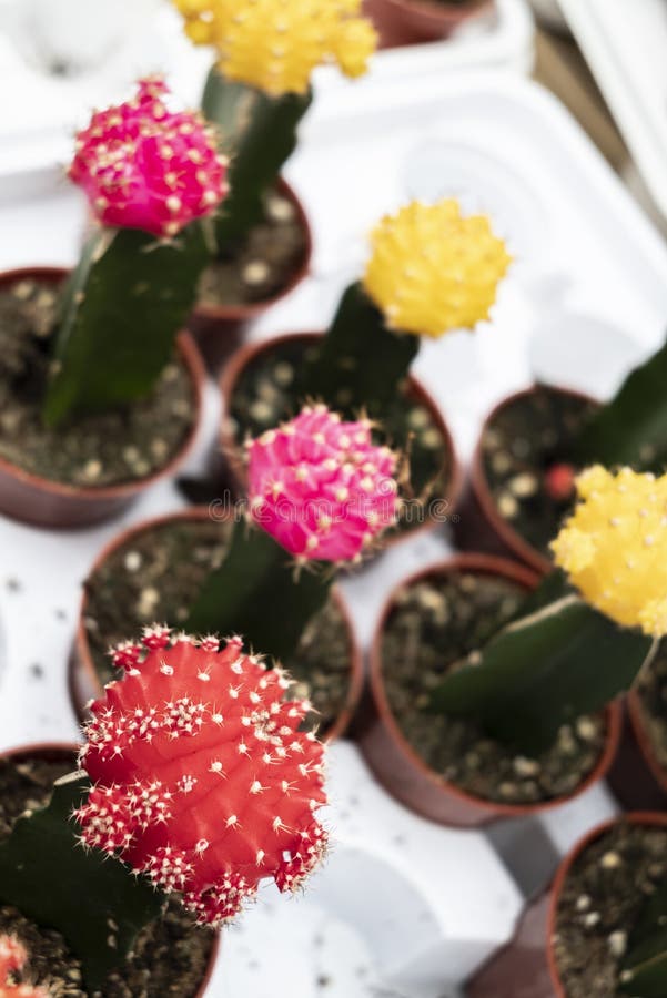 Colorful Cactus stock photo. Image of variety, color - 21979036