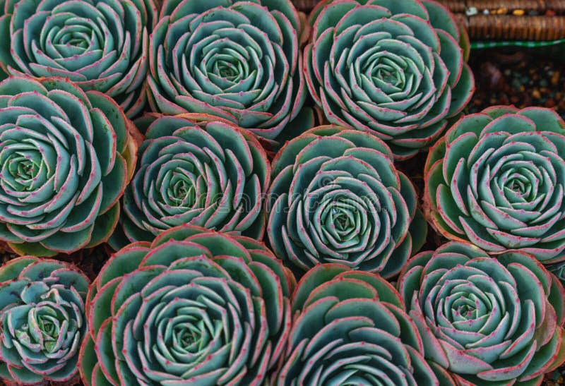 Colorful Cactus stock photo. Image of variety, color - 21979036