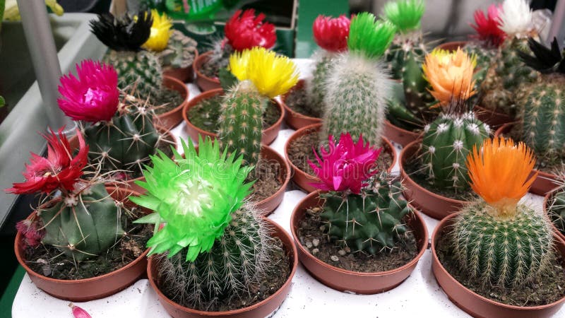 Colorful cactuses stock photo. Image of yellow, pink - 111585010