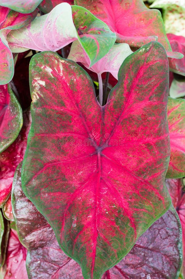 Colorful Caladium Leaves on the Plant Stock Image - Image of tropical ...