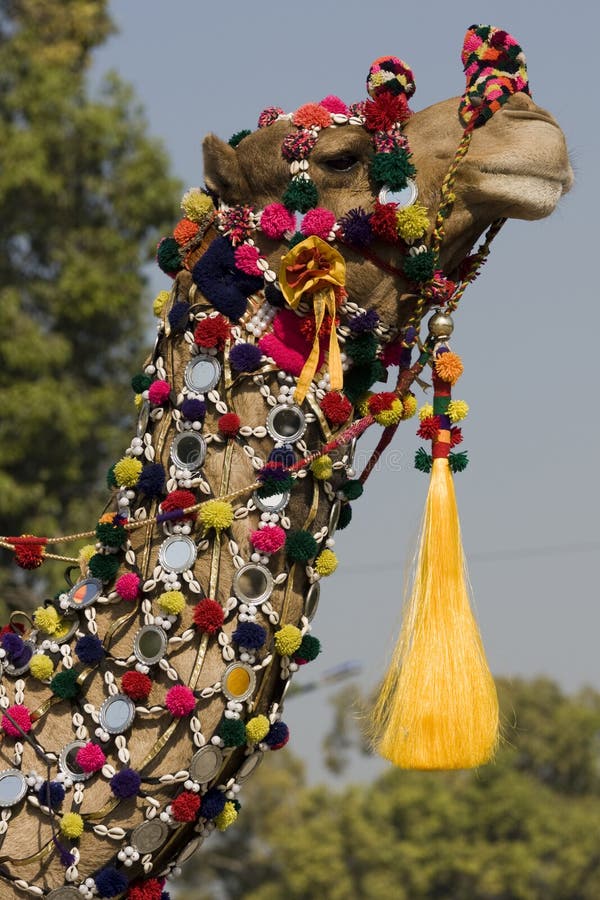 Decorated Camel stock image. Image of camel, jaisalmer - 4434049