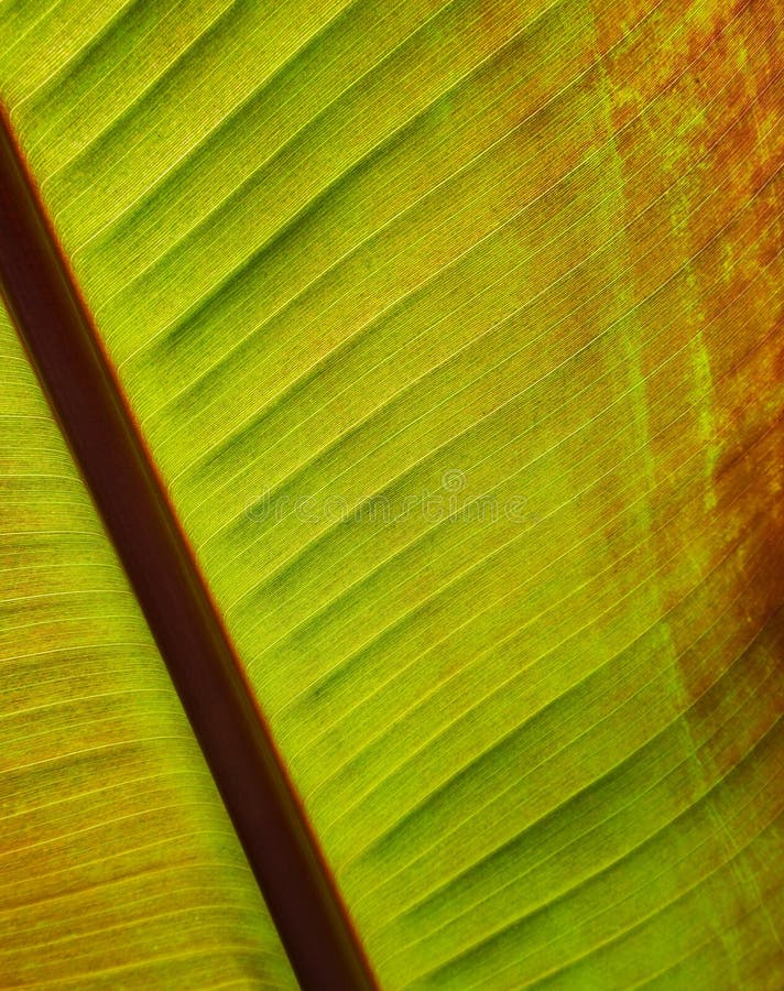 Colorful Canna leaf stock image. Image of color, floral - 117534575