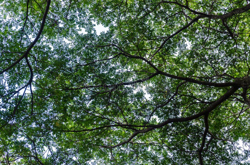 Colorful Canopy of a Large Tree Stock Photo - Image of beautiful, green ...