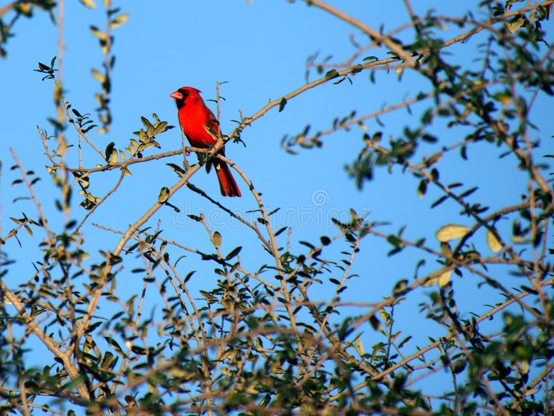 Colorful Cardinal stock photo. Image of bright, fauna - 38179192