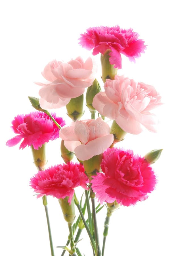 Colorful carnations stock image. Image of nature, head - 10278877