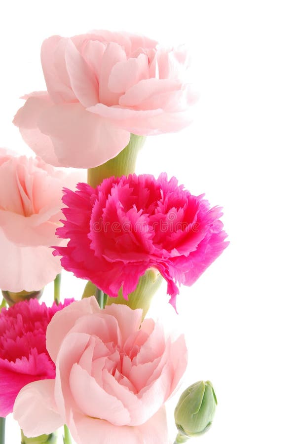 Colorful carnations stock image. Image of summer, close - 10278879