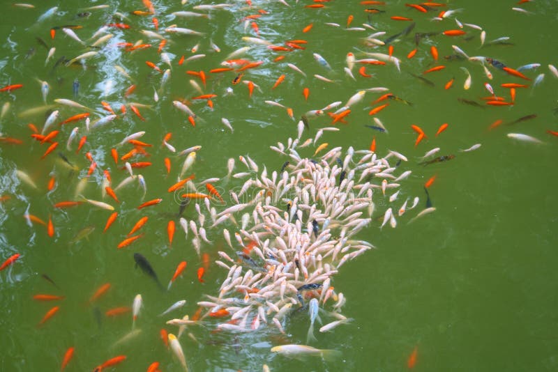 Colorful carp stock image. Image of color, life, objects - 43501619