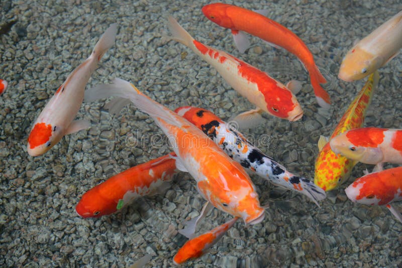 Colorful Carps stock image. Image of nature, goldfish - 19829909