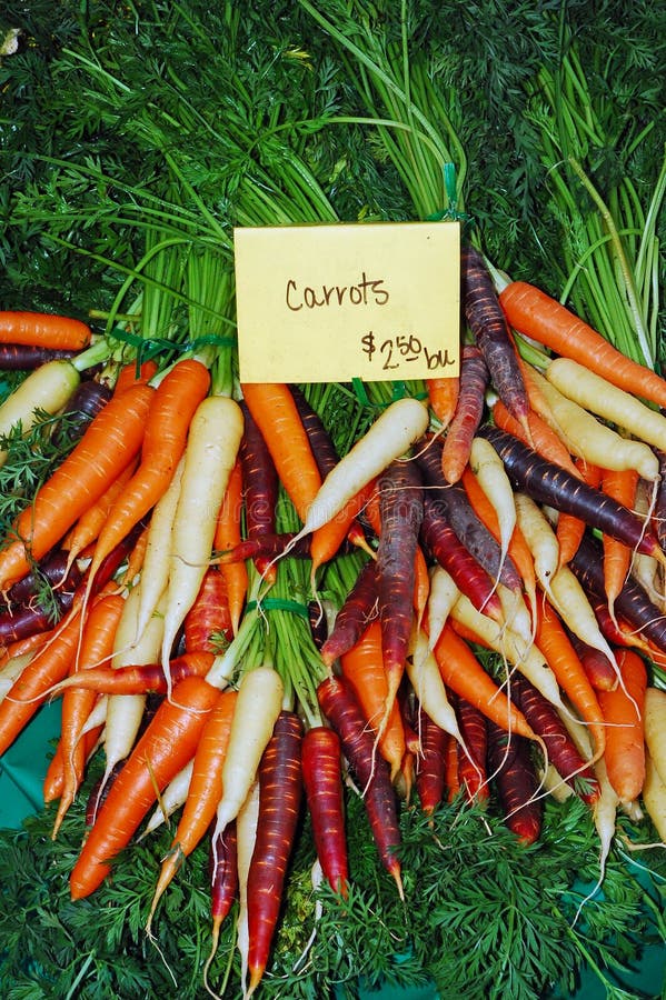 Colorful carrots stock image. Image of nutritious, farm - 21661673