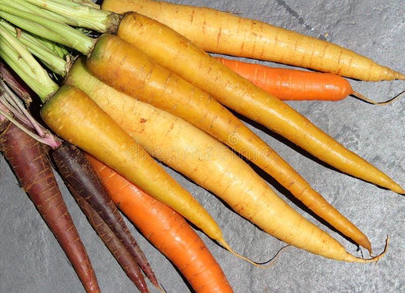 Colorful Carrots stock photo. Image of colorful, agriculture - 102793684