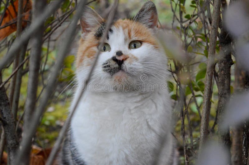 Colorful cat in a bush stock image. Image of colors - 167193227