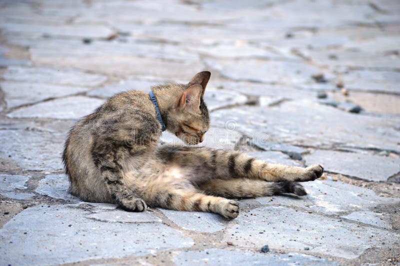 Colorful Cat in a Funny Sitting Position Stock Photo - Image of grass ...