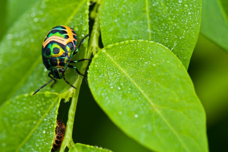 Colorful Catch Insects on the Leaves. Stock Photo - Image of leaf ...