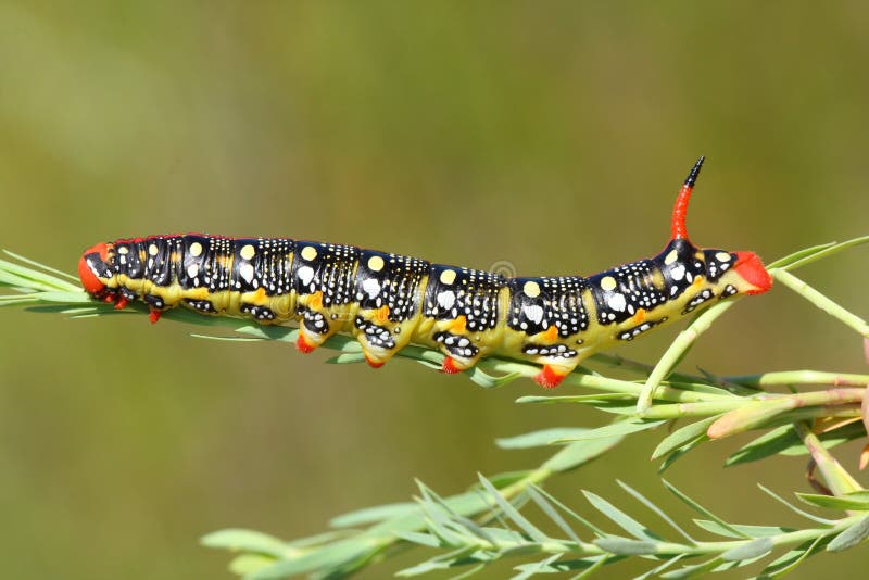 Colorful Caterpillar Stock Photography - Image: 14611492