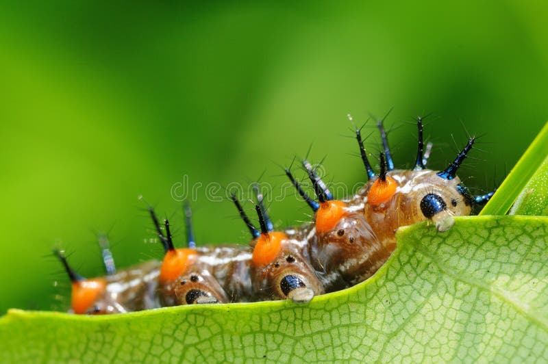 Worm shedding skin stock image. Image of outdoors, wildlife - 14868479